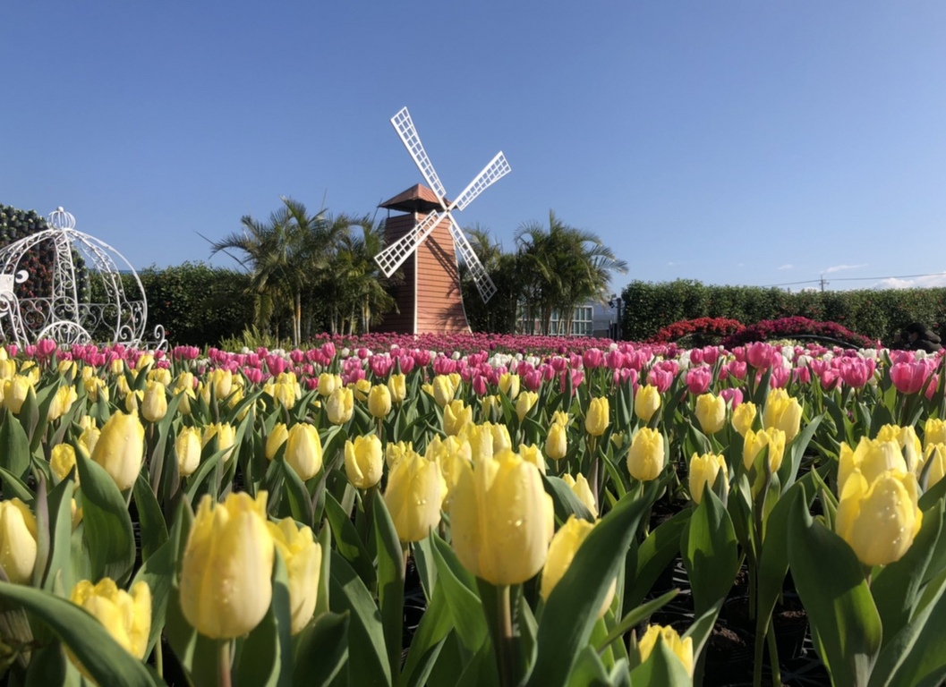 Tiptoeing through the Taichung tulips - Focus Taiwan