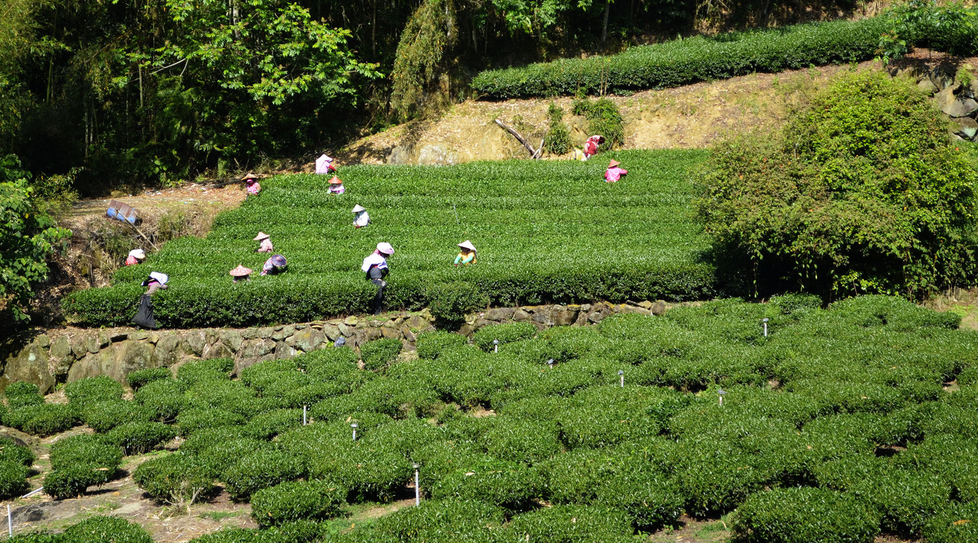 Spring tea picking - Focus Taiwan