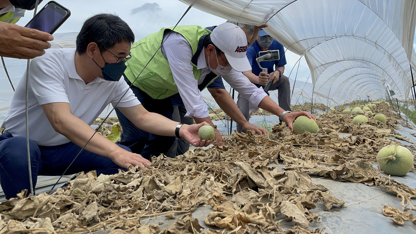 Melon crop damaged - Focus Taiwan