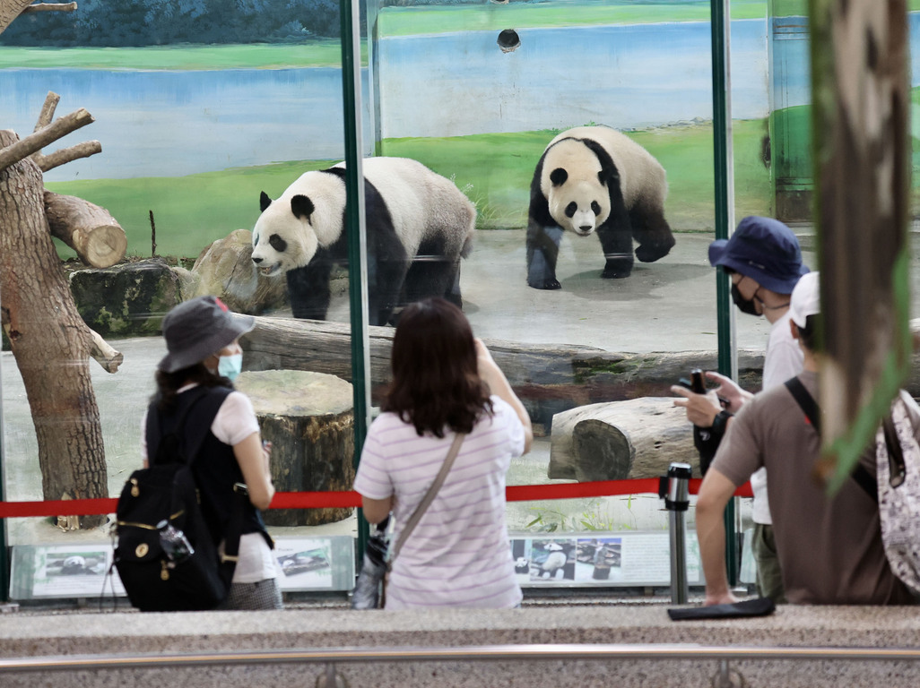 Two pandas - Focus Taiwan