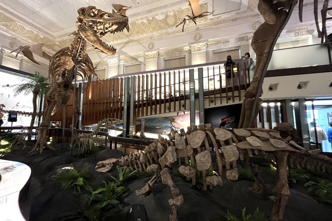 Museum's prehistoric exhibit returns - Focus Taiwan