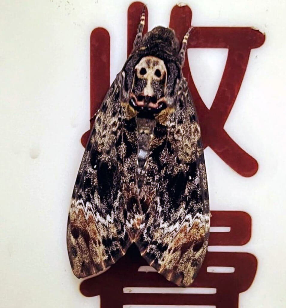 Skull moth - Focus Taiwan