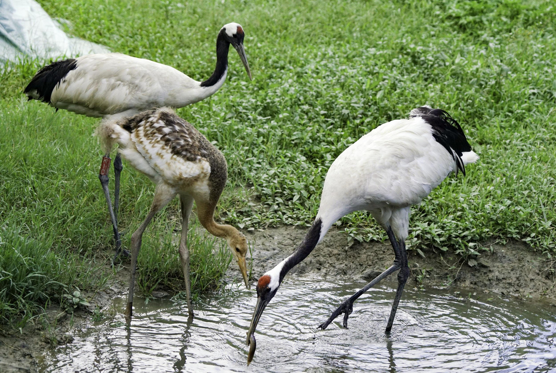 Naming new chick - Focus Taiwan