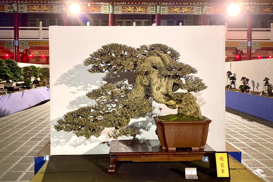 Bonsai champion - Focus Taiwan