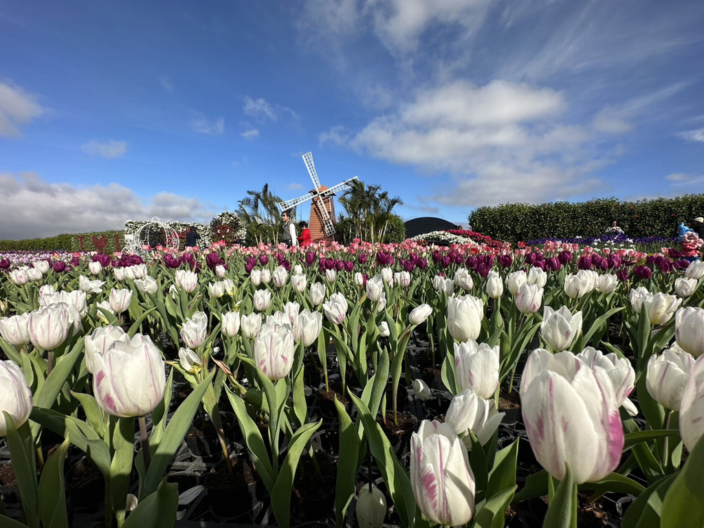 Tulips from the Netherlands - Focus Taiwan