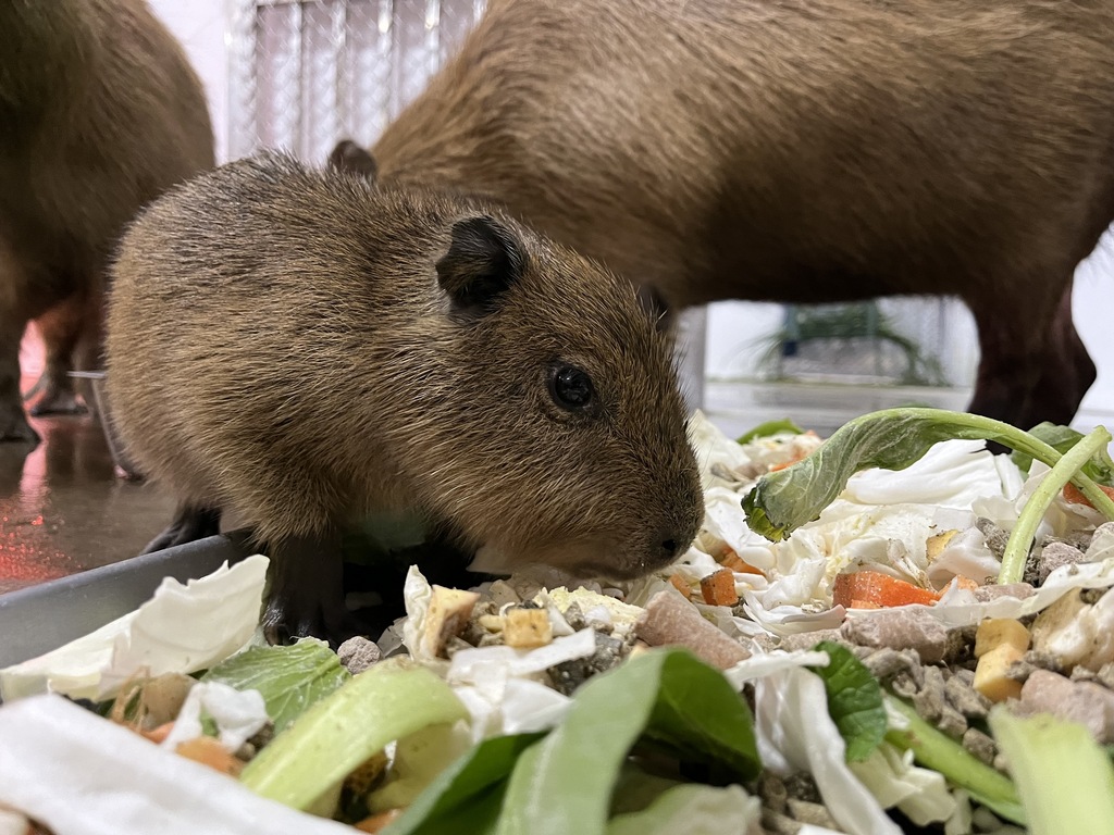 Baby capybara - Focus Taiwan