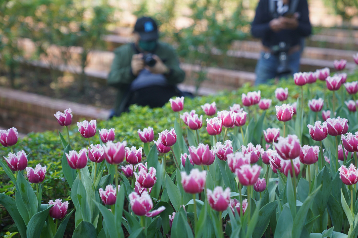 Taipei tulip show - Focus Taiwan