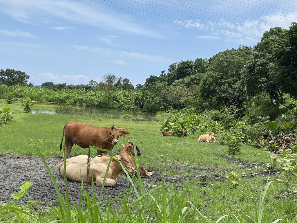 No cows near highways - Focus Taiwan