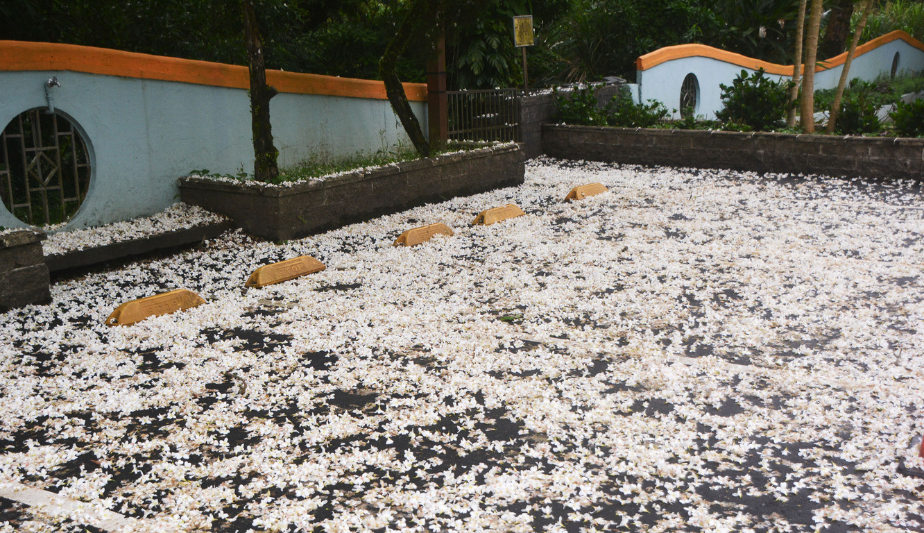Parasol petals - Focus Taiwan