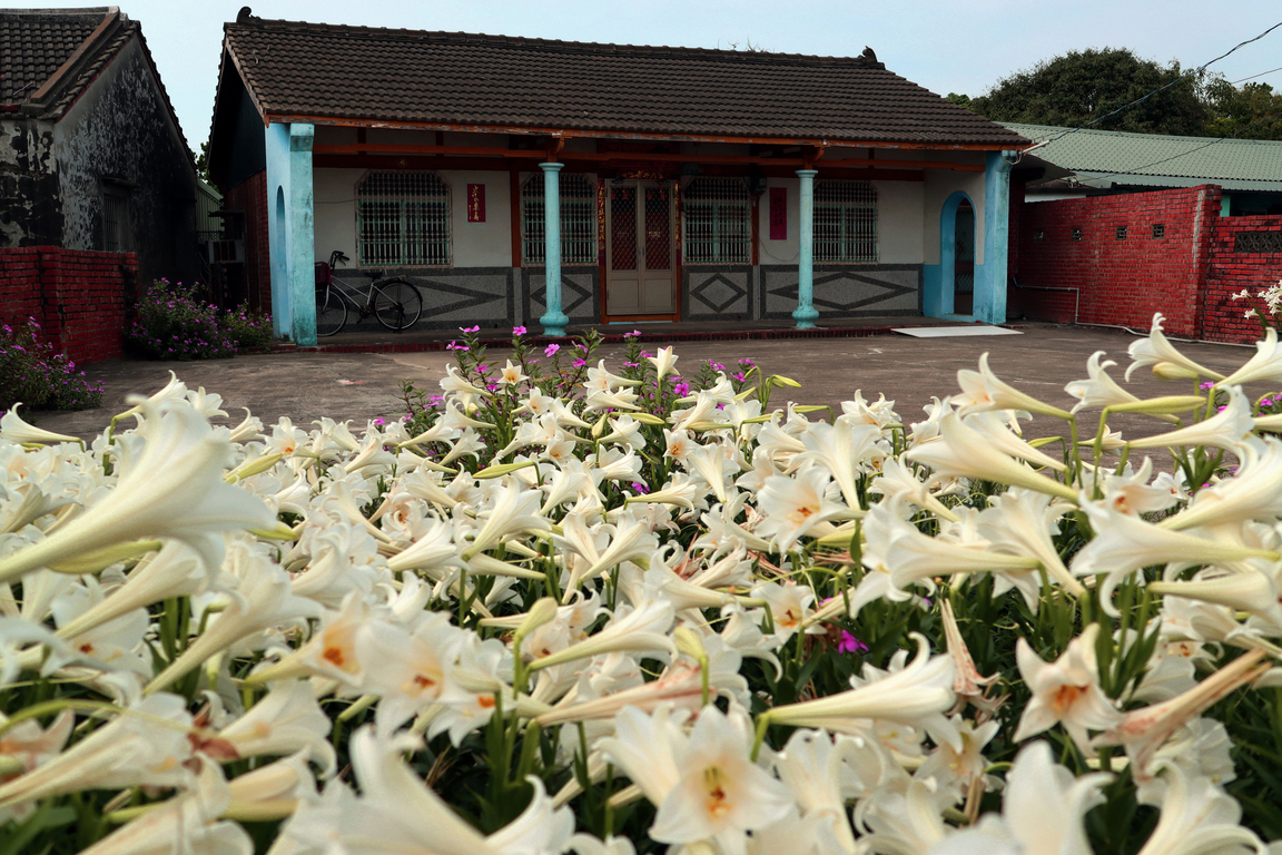 Lilies blooming - Focus Taiwan
