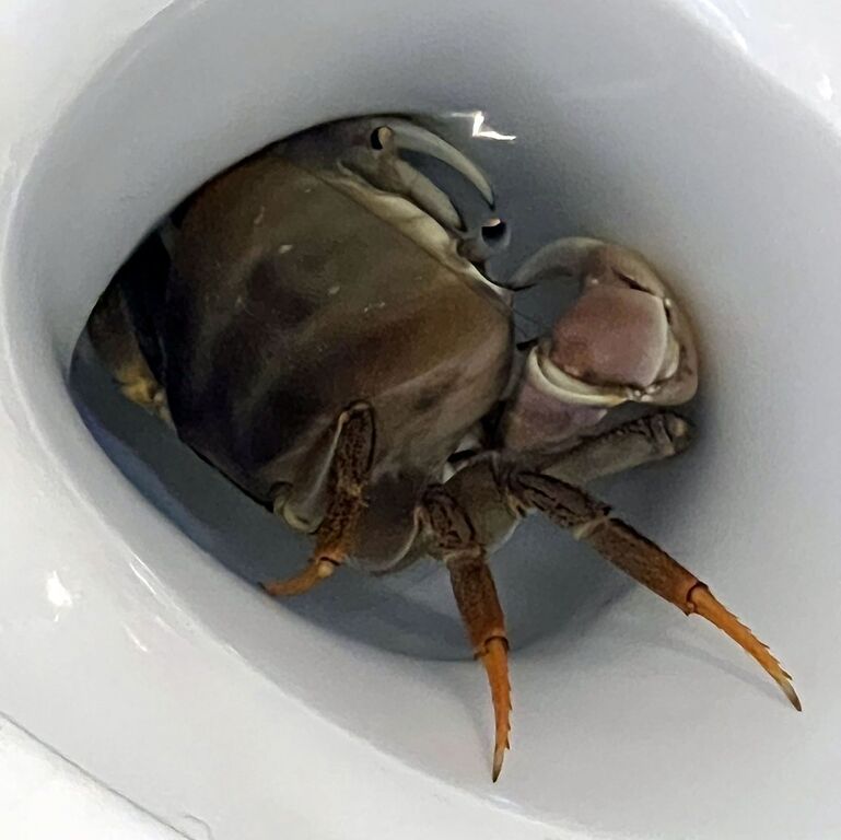 Oh crab... - Focus Taiwan