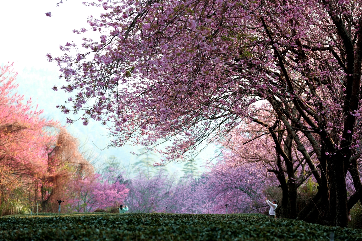 The wonder of cherry blossoms - Focus Taiwan
