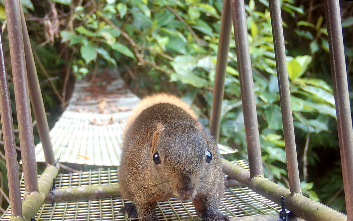 Squirrel safety - Focus Taiwan