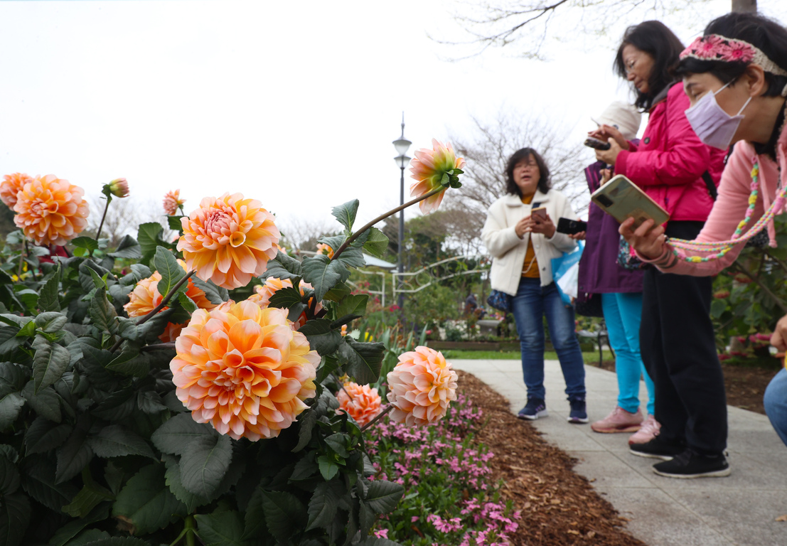 Blooming display - Focus Taiwan