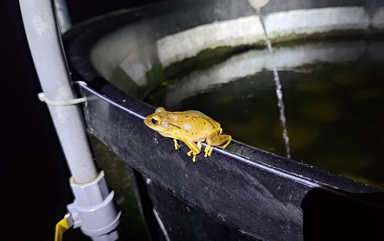 Frog invasion - Focus Taiwan