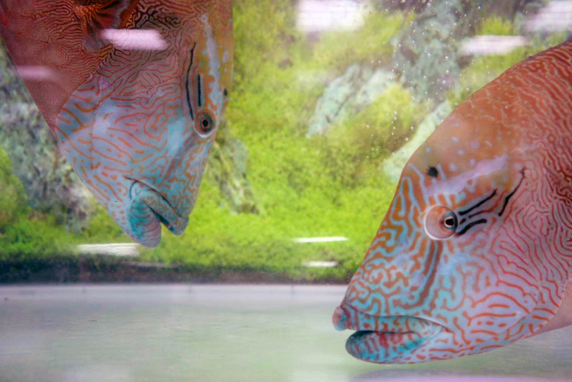 Repopulate endangered fish - Focus Taiwan