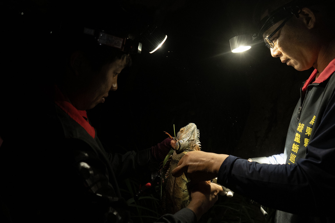 Catching iguanas - Focus Taiwan