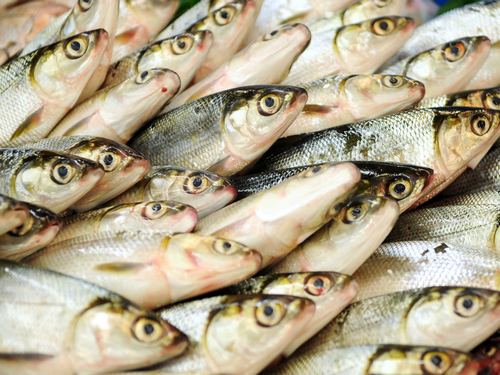 Taiwan helps Kiribati with milkfish aquaculture - Focus Taiwan
