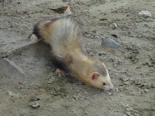 Human-attacking ferret not infected with rabies: officials - Focus Taiwan