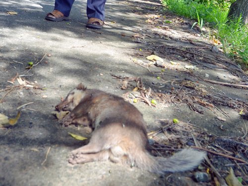 Taiwan records 12th case of rabies in ferret-badgers - Focus Taiwan