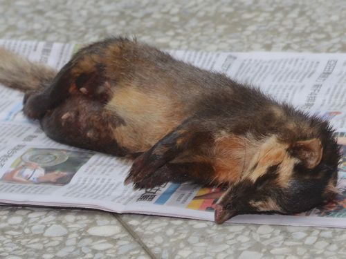 Rabies confirmed in 4 more wild Formosan ferret-badgers - Focus Taiwan