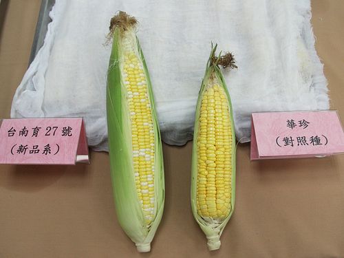 Taiwan unveils first home-grown bi-color sweet corn - Focus Taiwan
