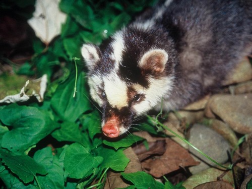 Four new rabies cases confirmed in ferret-badgers - Focus Taiwan