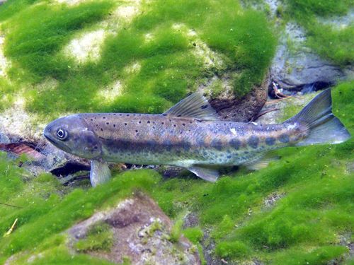 Mysteries of Formosan landlocked salmon closer to being unlocked ...