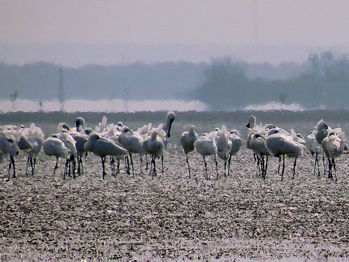 Tainan bird conservation festival kicks off - Focus Taiwan