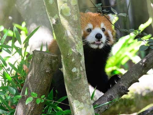 Red panda from Fujian makes debut at Taipei Zoo - Focus Taiwan