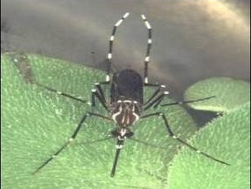 Kaohsiung to reward mosquito catchers as virus outbreak worsens - Focus ...