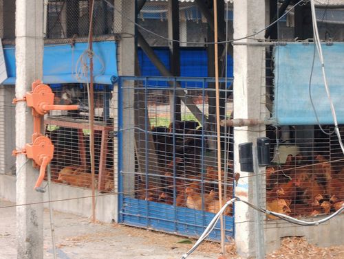 Two chicken farms in southern Taiwan confirmed with avian flu - Focus ...