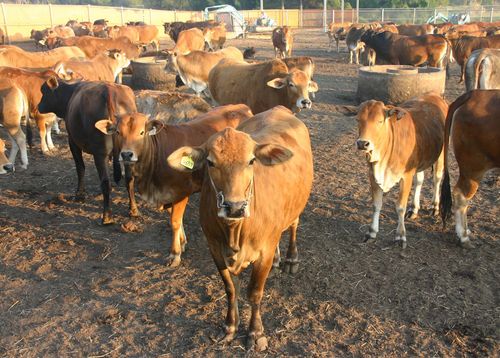 Kinmen culling cattle found on farm with foot-and-mouth disease - Focus ...