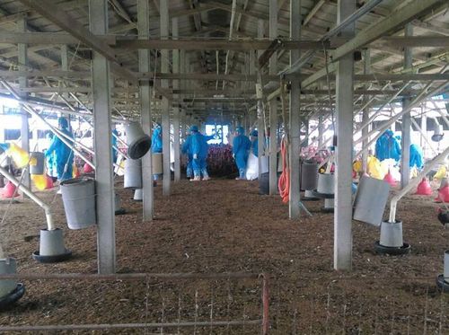 Bird flu virus detected in southern Taiwan poultry farms - Focus Taiwan