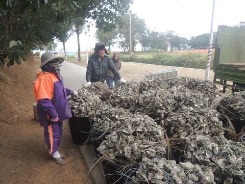 Kinmen distributes oyster spat to local farmers to boost harvest ...