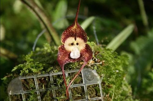 Taiwan International Orchid Show to feature rare 'monkey' flower ...