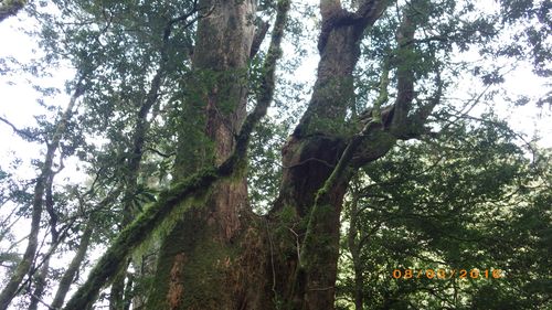 2,500-year-old cypress tree discovered in southern Taiwan - Focus Taiwan