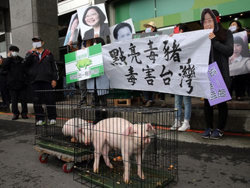 Pig farming industry threatens protest over U.S. pork imports - Focus ...