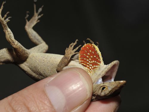 Chiayi offers incentives to encourage killing of invasive lizards ...