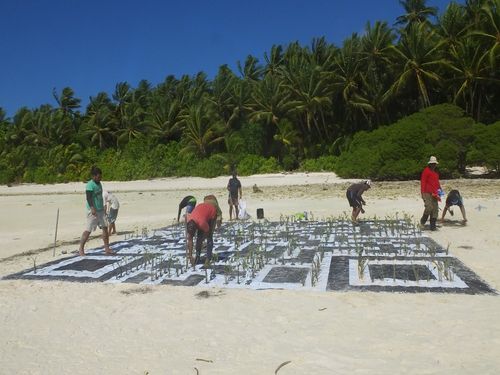Taiwanese artist calls attention to Tuvalu with mangrove project ...