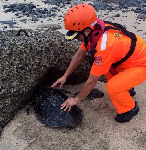 Coast guard rescues endangered sea turtle in Penghu - Focus Taiwan