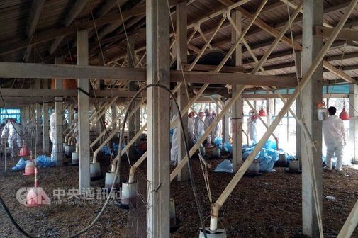 Avian flu hits 2nd chicken farm in Yunlin; 2,672 birds culled - Focus ...