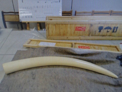 Man arrested for trying to bring ivory into Taiwan - Focus Taiwan