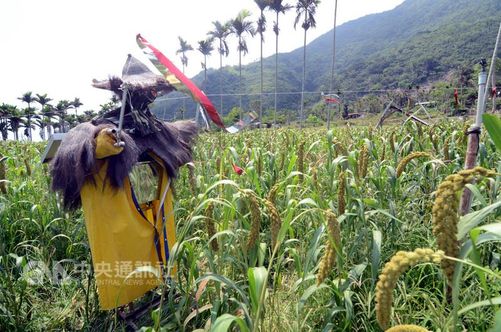 Solar-powered mechanical scarecrow protects millet fields - Focus Taiwan
