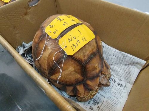 Taiwan seizes 3 'world's most expensive' tortoises at airport - Focus ...