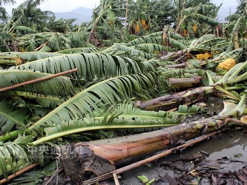 Agricultural losses from typhoon creep up to NT$300 million - Focus Taiwan
