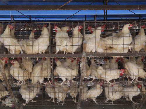 Eggs at 44 farms in Taiwan found with excessive insecticide levels ...
