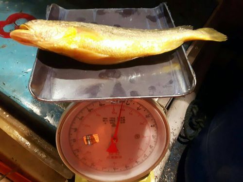 Huge haul of smuggled fish seized in Tainan - Focus Taiwan