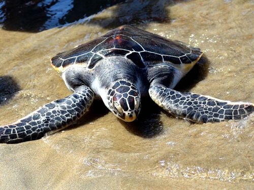 Penghu releases 15 turtles into wild as part of conservation efforts ...
