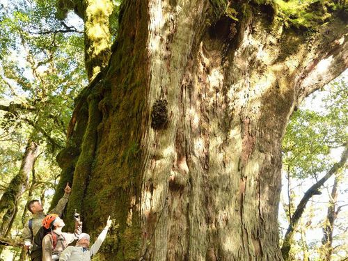 Giant Taiwan cypress trees discovered in southern Taiwan - Focus Taiwan